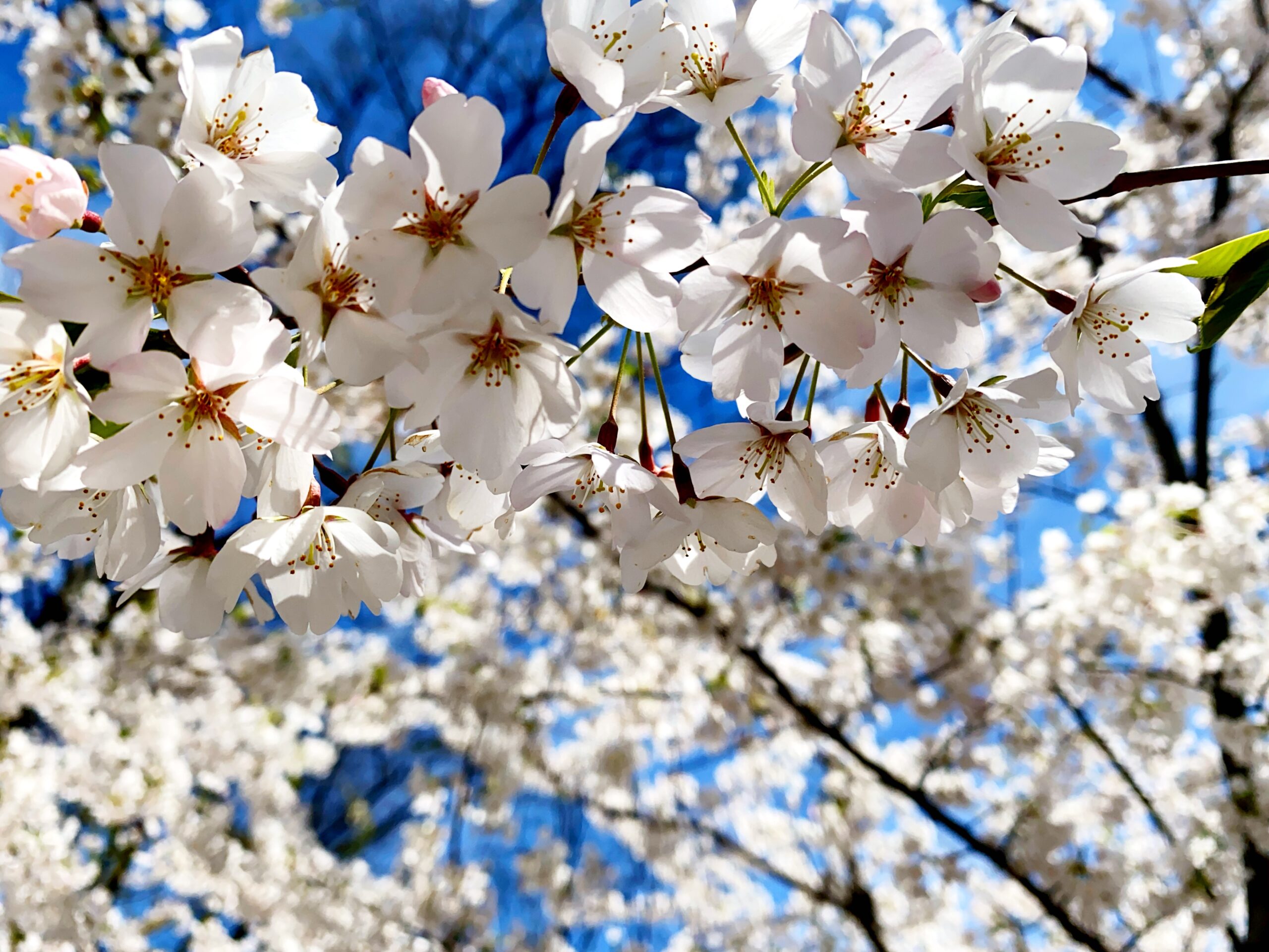 Best Gardens and Parks to See Spring Flowers in New Jersey - NJ Family