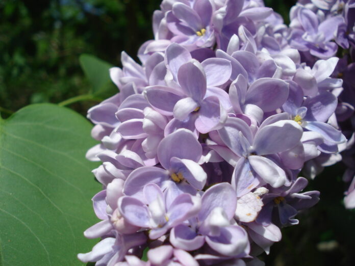 Best Gardens and Parks to See Spring Flowers in New Jersey - NJ Family