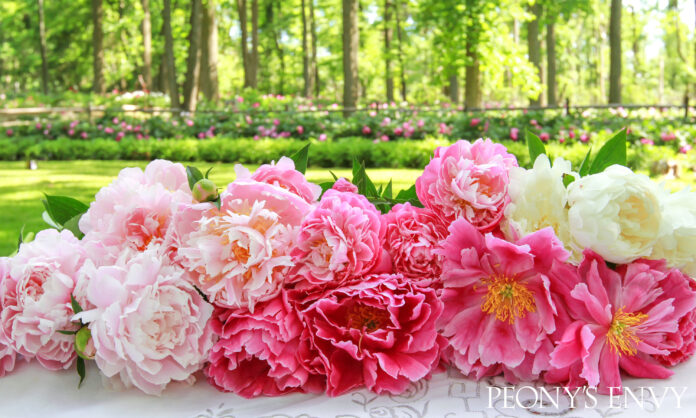 Best Gardens and Parks to See Spring Flowers in New Jersey - NJ Family