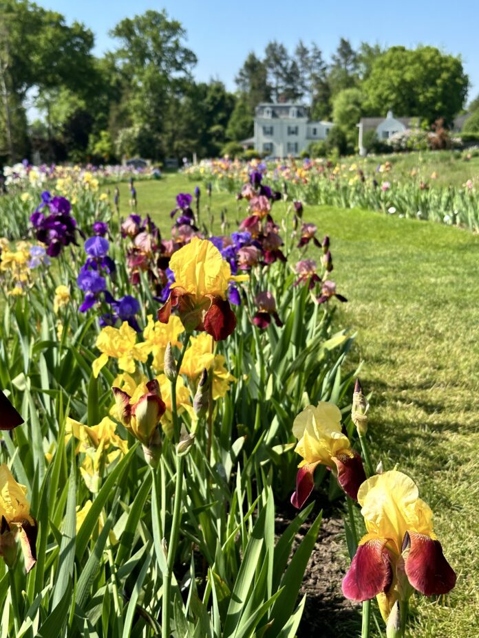 Best Gardens and Parks to See Spring Flowers in New Jersey - NJ Family