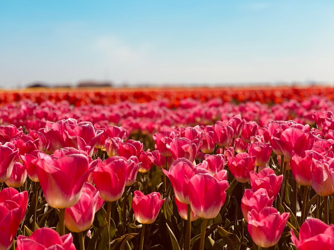 Holland Ridge Farms is Home to the Country's Best Tulip Festival, New ...