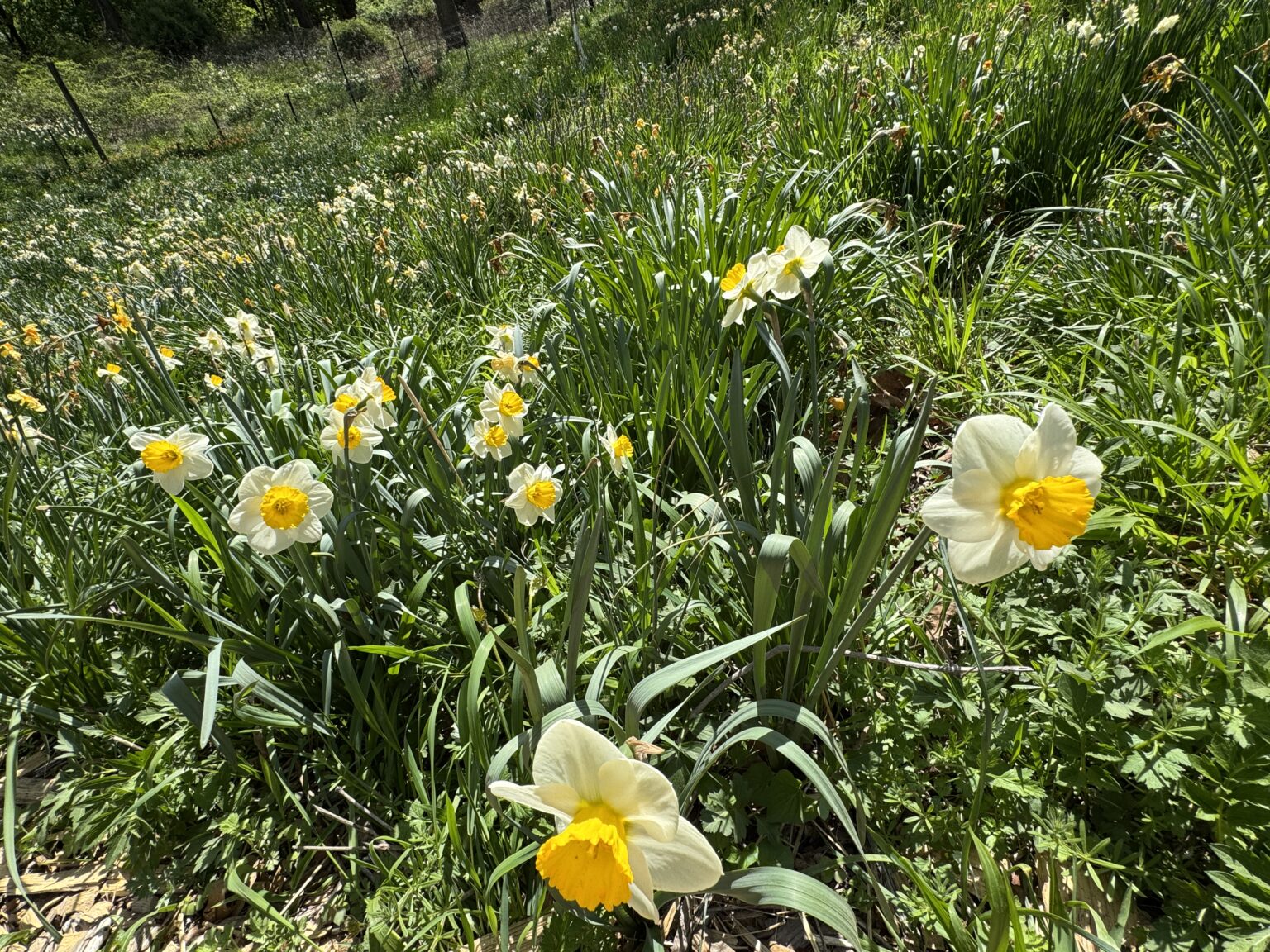 Reeves-Reed Arboretum in Summit Is a Peaceful Escape into Nature - NJ ...