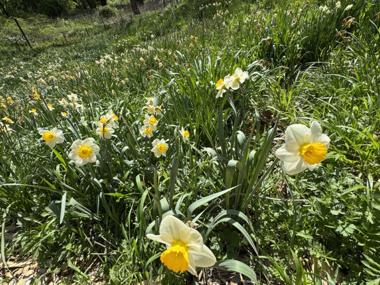 Reeves-Reed Arboretum in Summit Is a Peaceful Escape into Nature - NJ ...