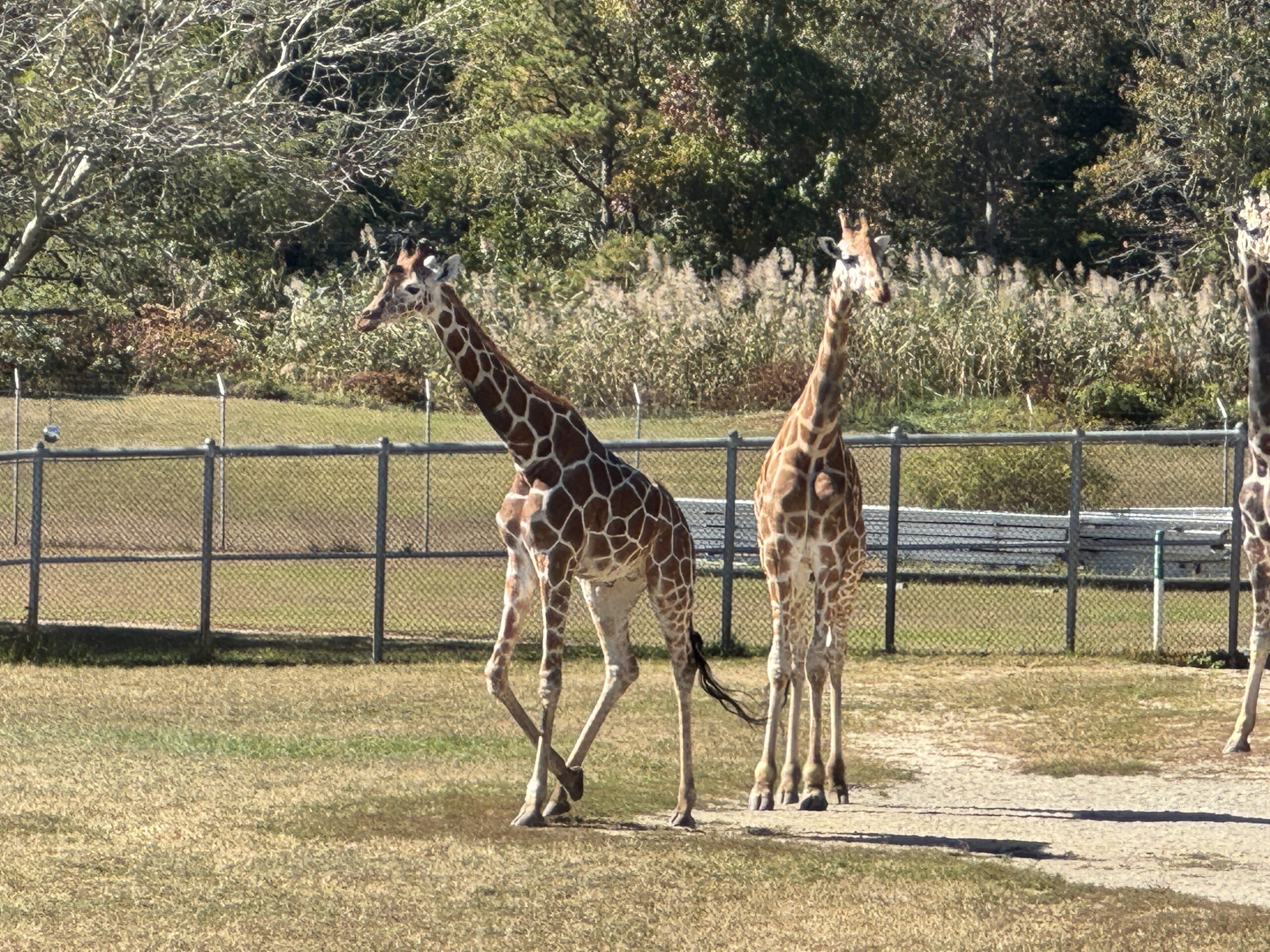 This Beloved Free NJ Zoo is A Top Attraction in the U.S. (2025 ...