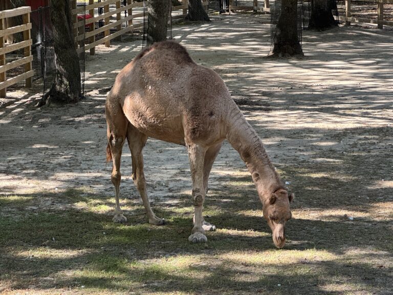 This Beloved Free NJ Zoo is A Top Attraction in the U.S. (2025 ...