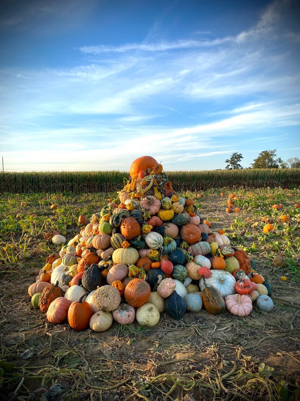 New Jersey's Best Fall Festivals - NJ Family