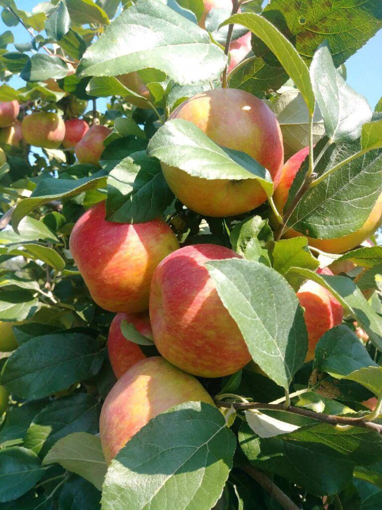 Where to Pick Your Own Apples in New Jersey - NJ Family