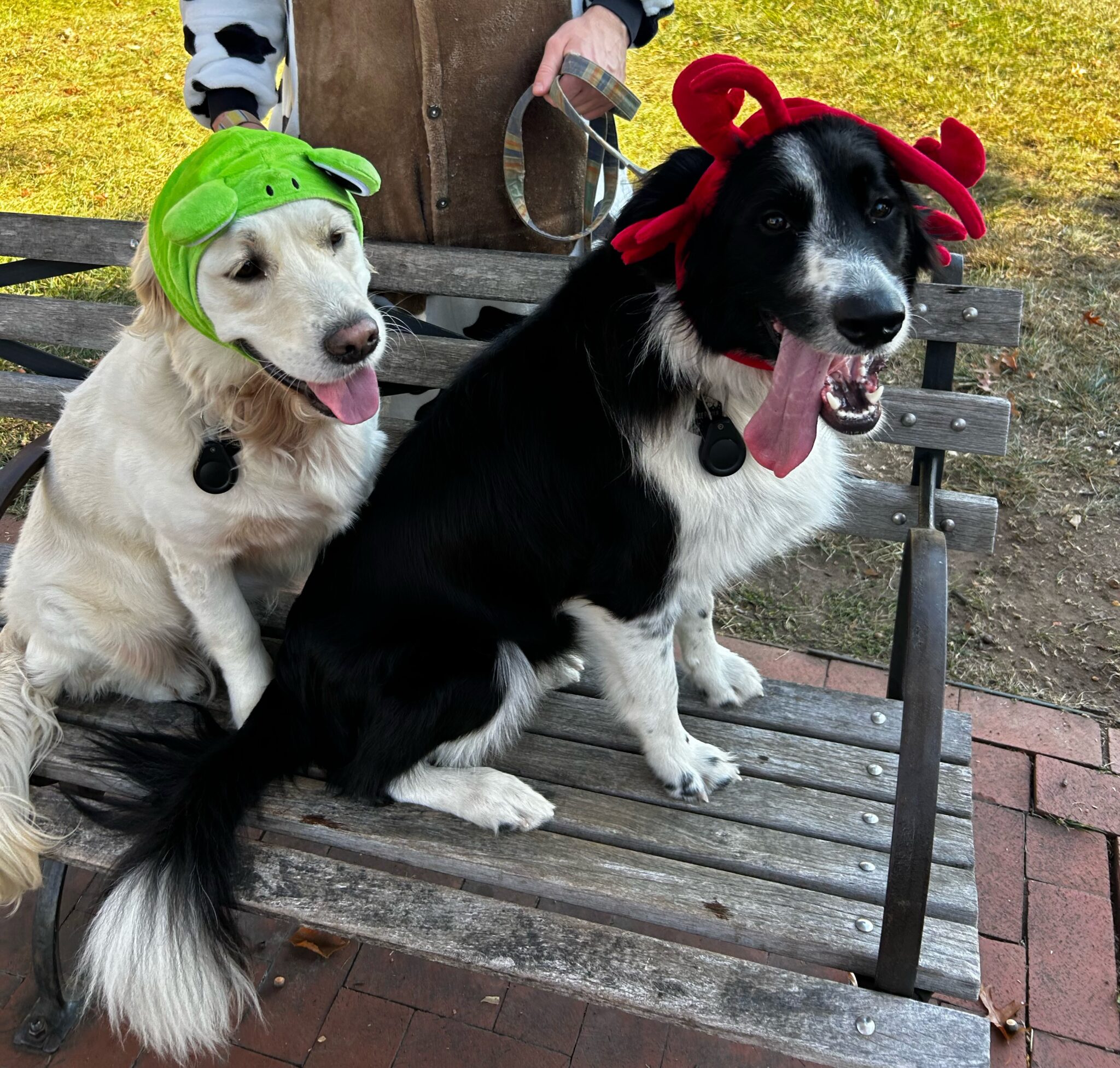 Dog-Friendly Events and Festivals in New Jersey You and Your Fur Babies ...