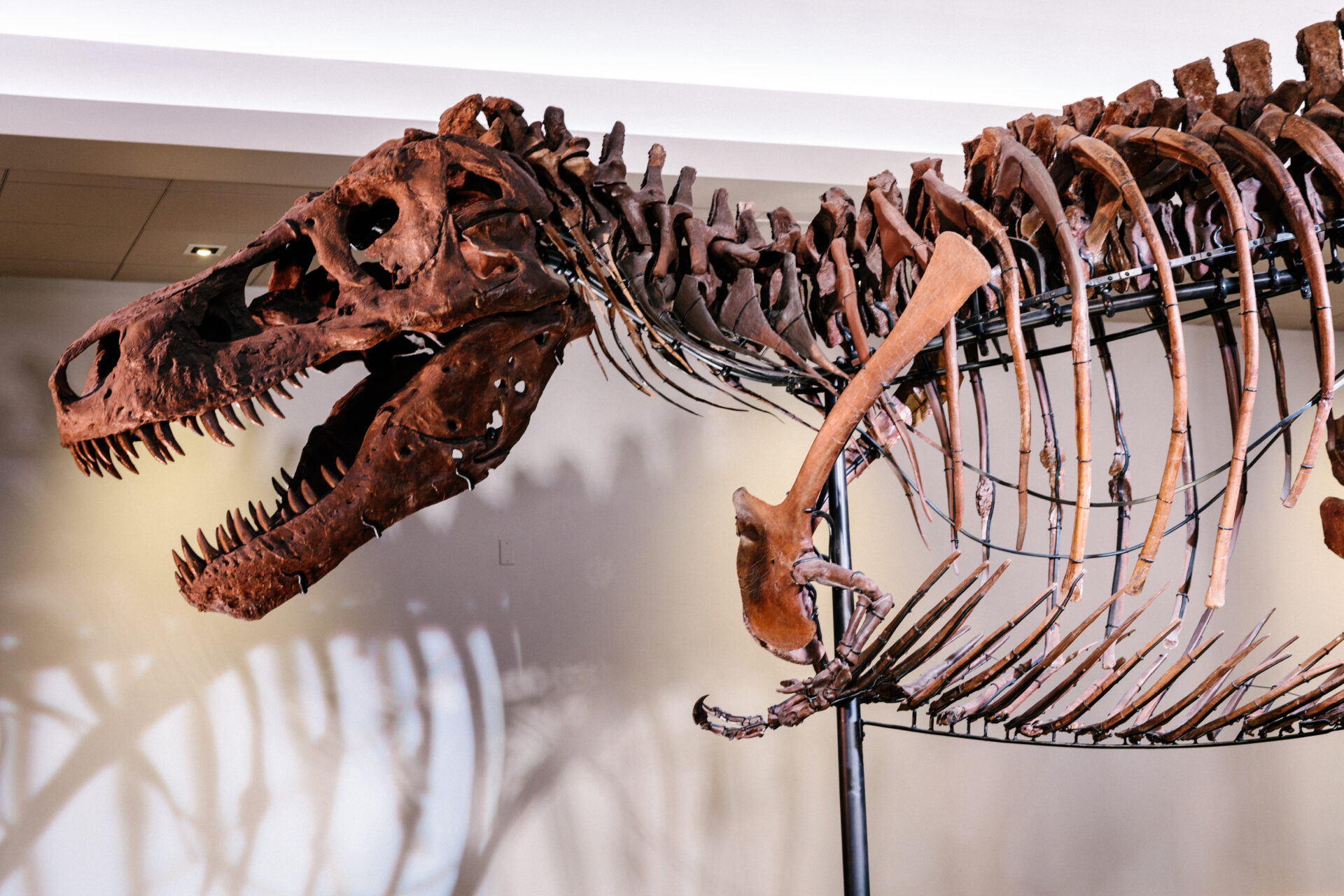 See the World’s Most Complete T. Rex Skeleton at Liberty Science Center ...