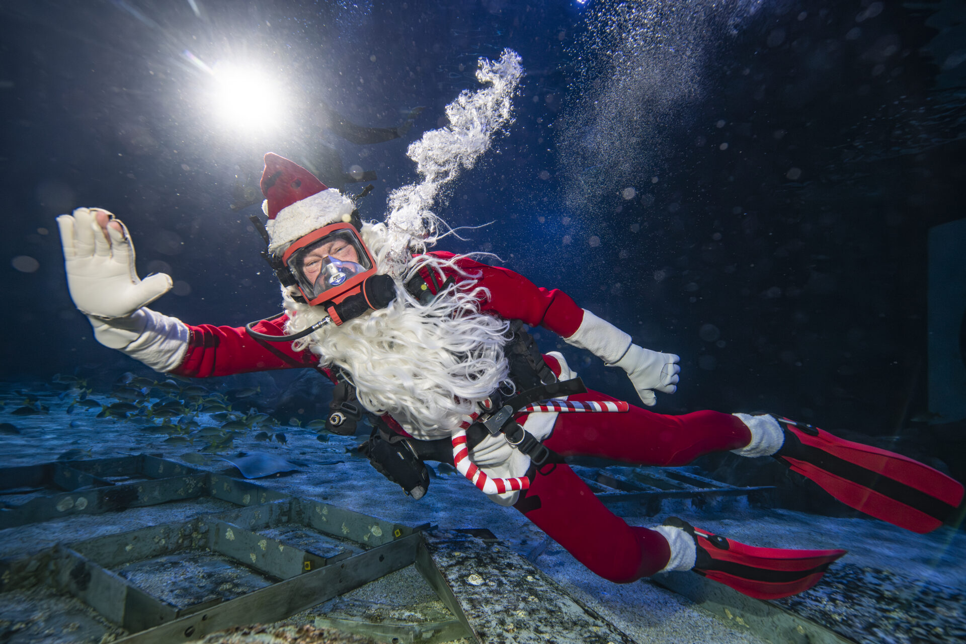 Christmas Underwater at Adventure Aquarium - NJ Family
