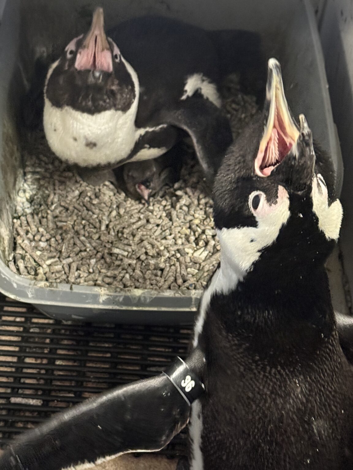 Adventure Aquarium Welcomes a Baby Penguin and You Can Help Name Him ...