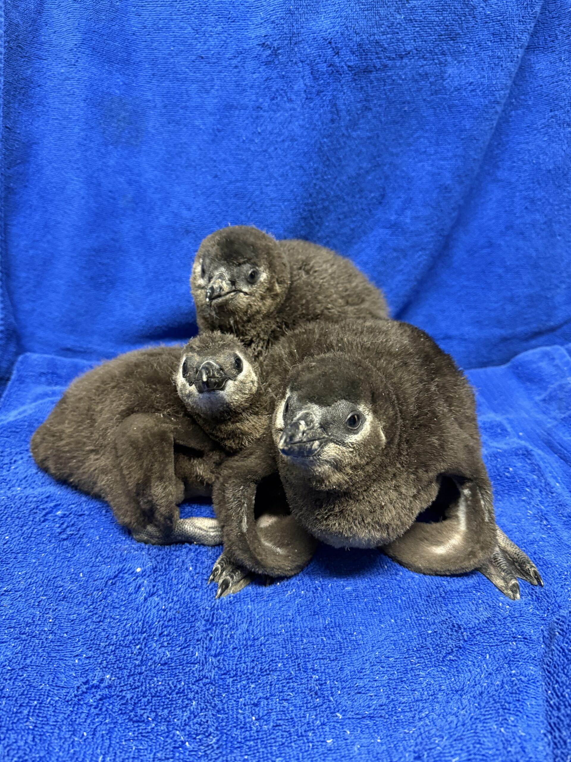 Adventure Aquarium Welcomes a Baby Penguin and You Can Help Name Him ...