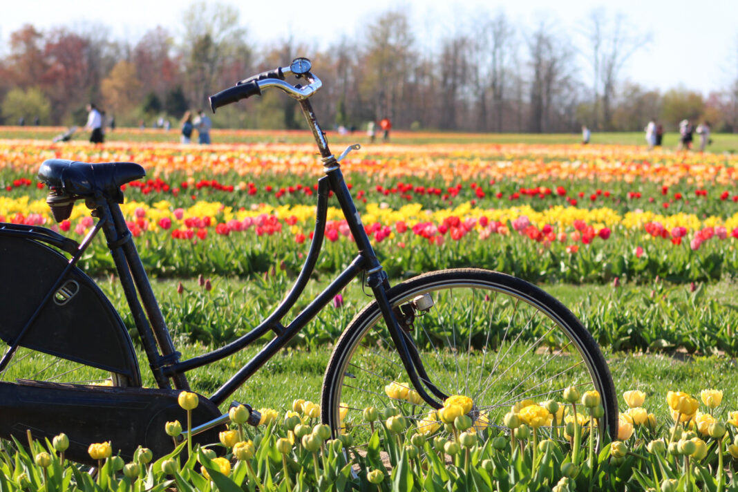 Save the Date: Holland Ridge Farms’ Tulip Season Returns April 10 - NJ ...