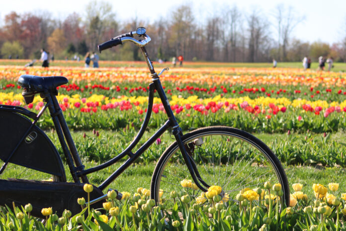 Save the Date: Holland Ridge Farms’ Tulip Season Returns April 11 - NJ ...