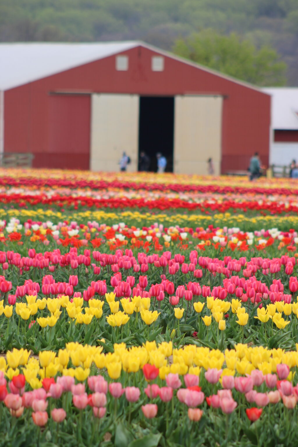 Save the Date: Holland Ridge Farms’ Tulip Season Returns April 10 - NJ ...