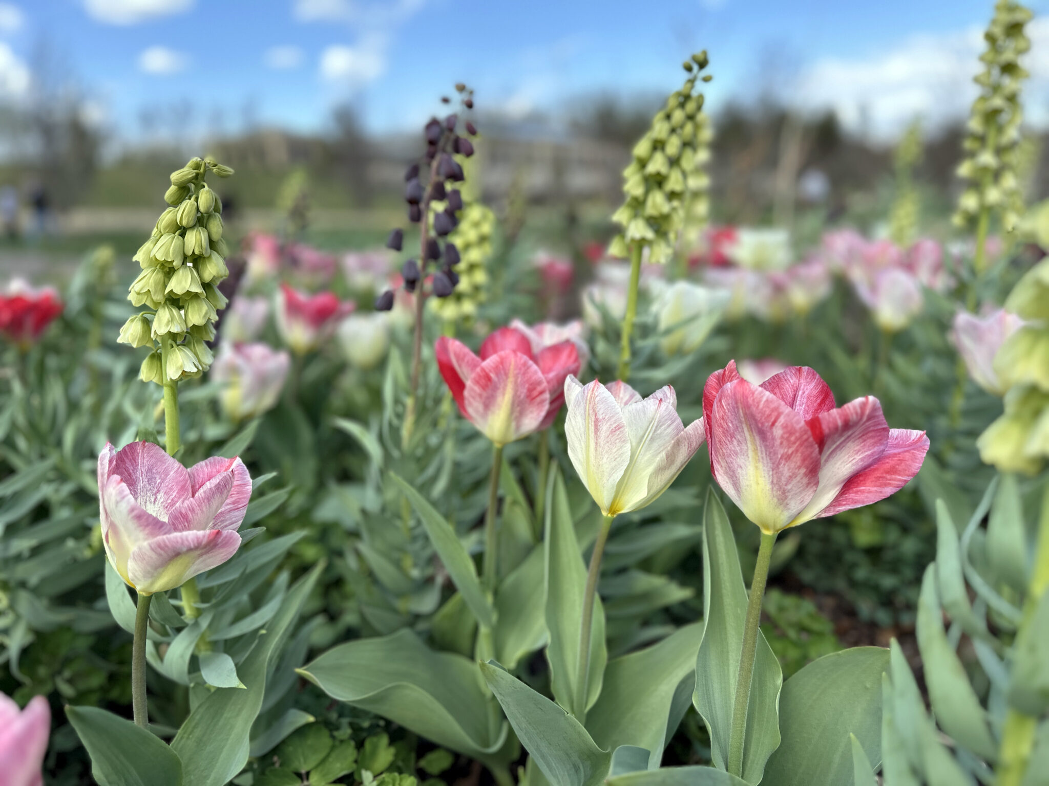 Why Spring Blooms Is the Most Beautiful Time to Visit Longwood Gardens ...