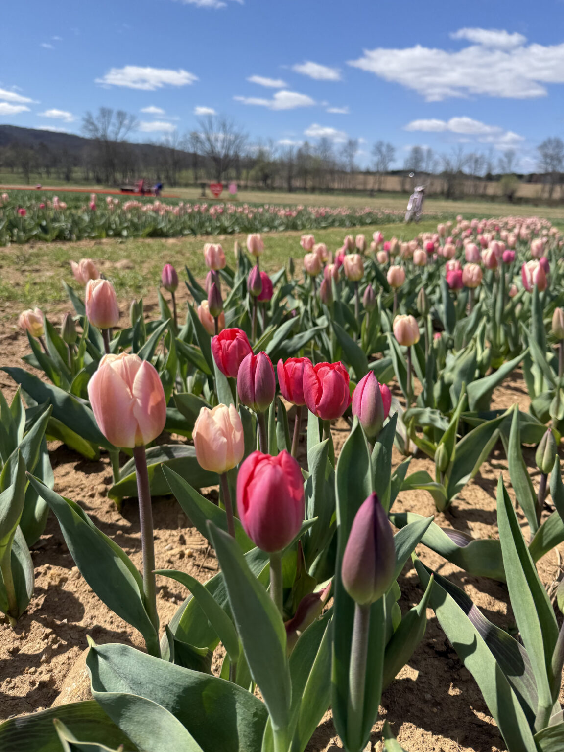 Best Things to Do in New Jersey This Weekend (May 1-3, 2026) - NJ Family